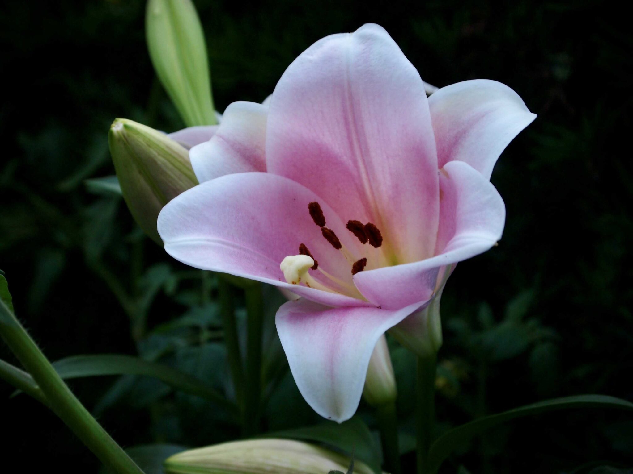 [Around Fukuoka on Earth vol.5] Lilies of June | 地球の上の東京のあたり