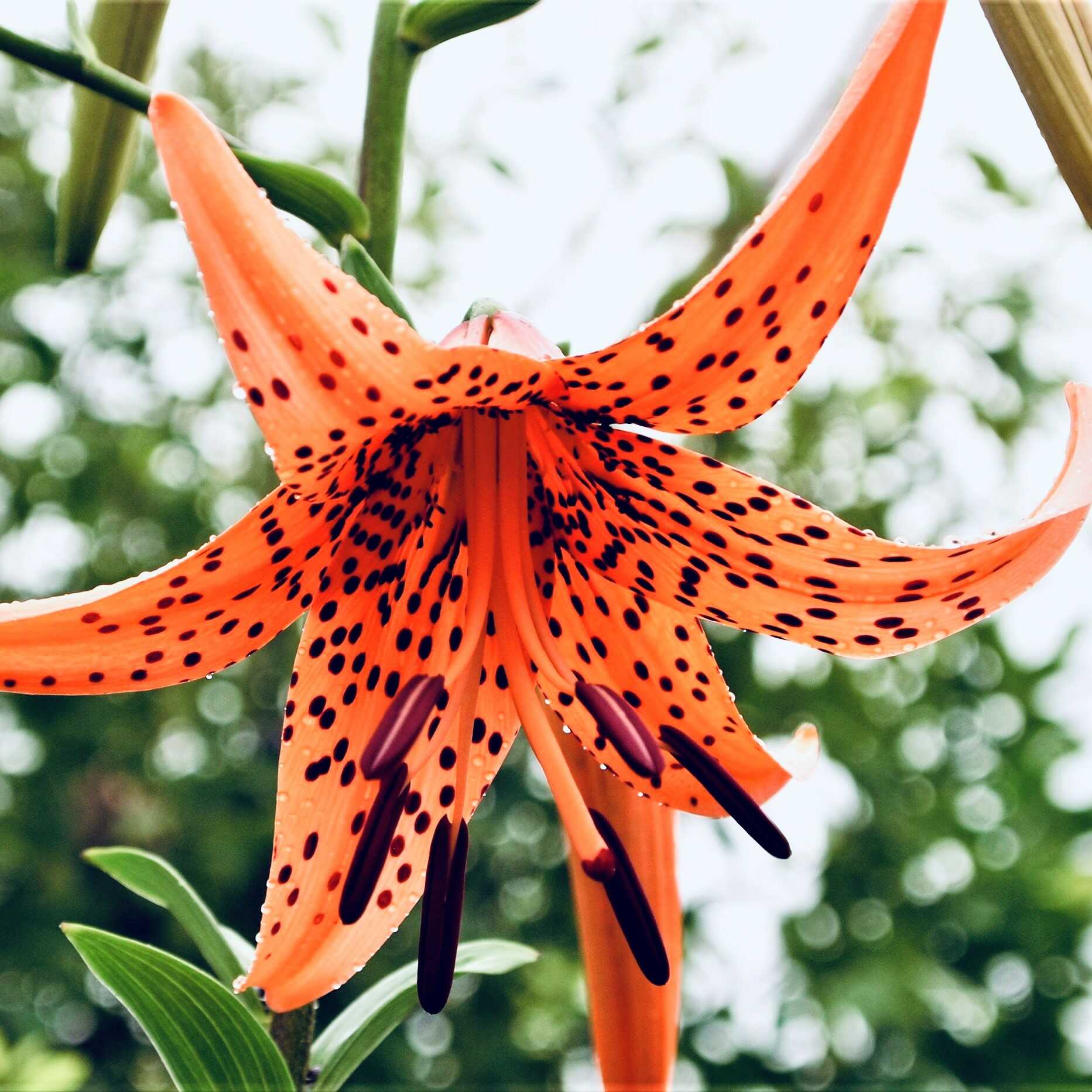 [Around Fukuoka on Earth vol.6] Oniyuri(Tiger lily) | 地球の上の東京のあたり